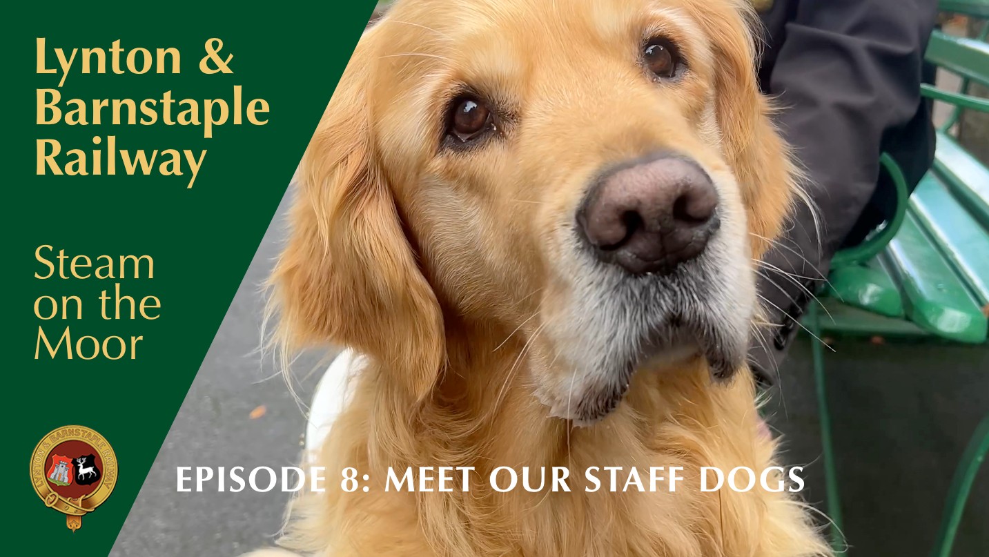 Introducing three of our canine staff that can be seen at Woody Bay